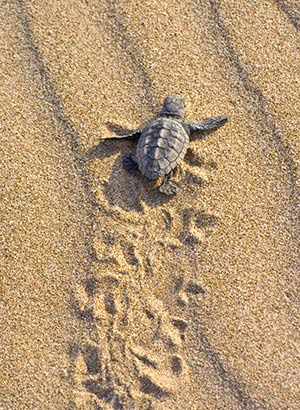 Schildpadden op Zakynthos: hier spot je ze! - dé VakantieDiscounter